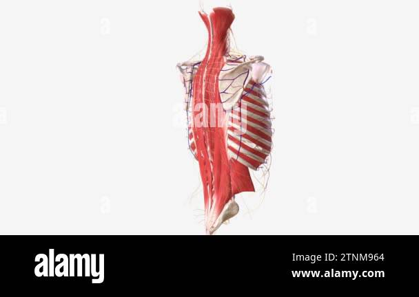 The back is the posterior region of the body that extends from the neck ...