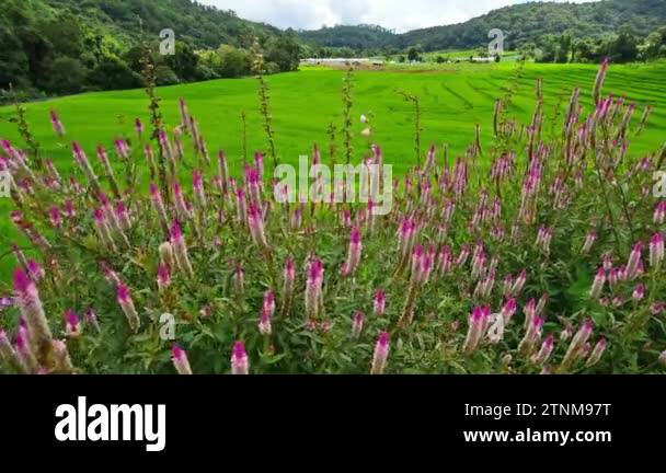 Rice fields on terraced of Pa Bong Pieng, Mae Chaem, Chiang Mai ...