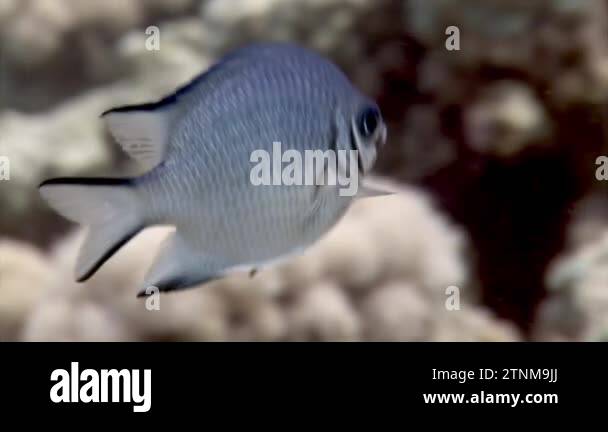 Chromis fish damselfish that belong to Pomacentridae in underwater Red ...