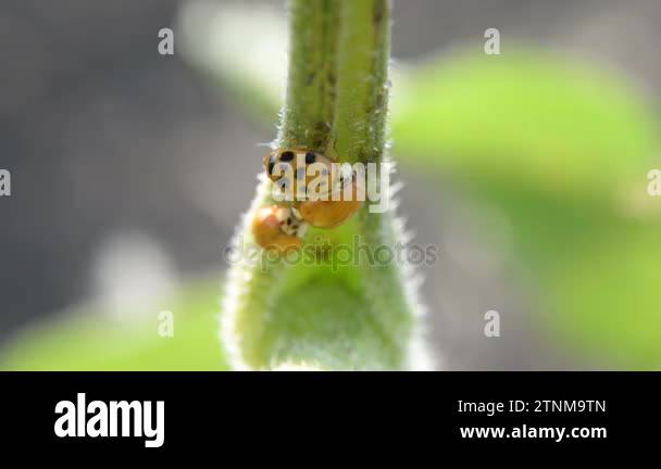 Larva cartoon character Stock Videos & Footage - HD and 4K Video Clips ...