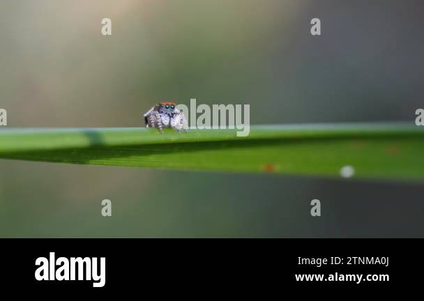 high frame rate clip of a male maratus volans walking on a leaf and ...