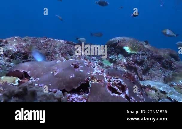 Underwater work dive Stock Videos & Footage - HD and 4K Video Clips - Alamy