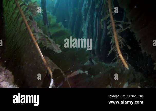 Underwater video in cold clear water of the Arctic Ocean and floating ...