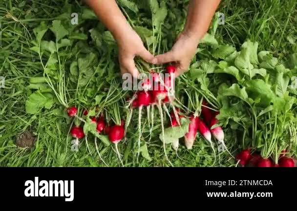 Farmers hands holding fresh organic radish crop from farm vegetable ...