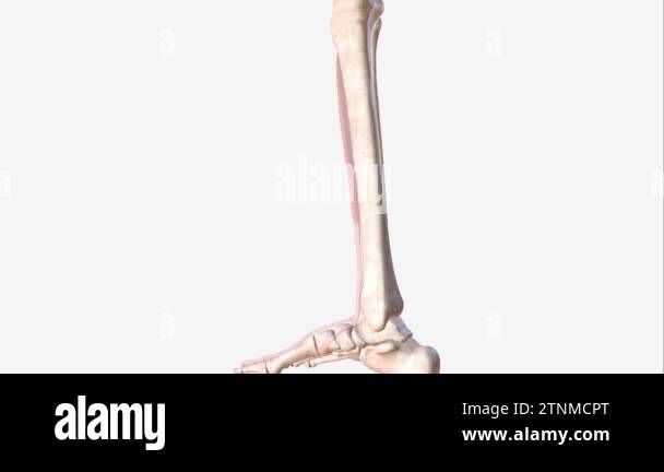 The tibialis anterior muscle, also known as the tibialis anticus, is ...