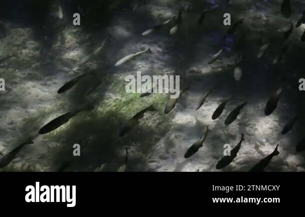 Fish in transparent water Stock Videos & Footage - HD and 4K Video ...