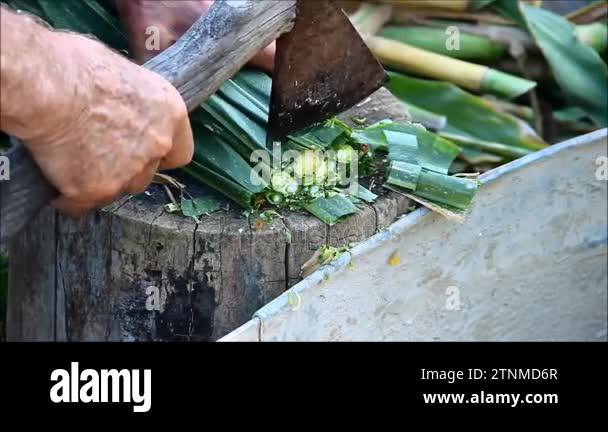 Animal feed corn Stock Videos & Footage - HD and 4K Video Clips - Alamy