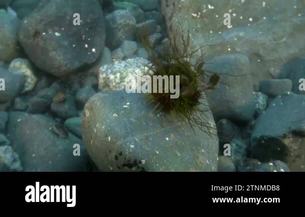 Underwater video in cold clear water of the Southern Ocean in ...