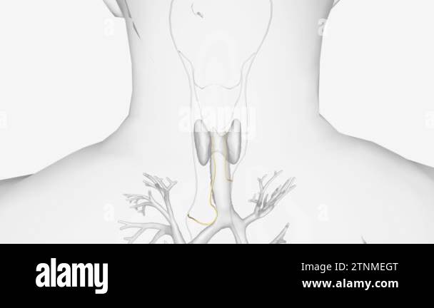 The recurrent laryngeal nerve (RLN) branches off the vagus nerve ...