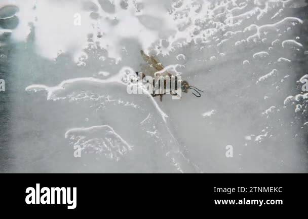Ice age fossils Stock Videos & Footage - HD and 4K Video Clips - Alamy