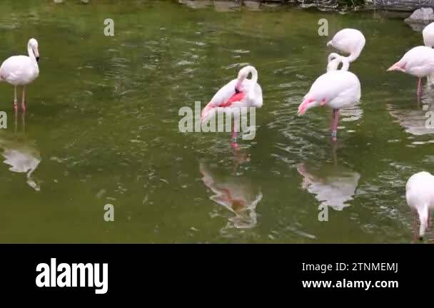 Madagascar europe Stock Videos & Footage - HD and 4K Video Clips - Alamy