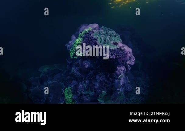 Coral shines acid green light under ultraviolet light. Underwater ...
