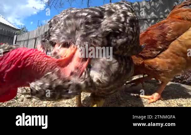 The ash-gray chicken spreads its wings, stretches its paw to the side ...