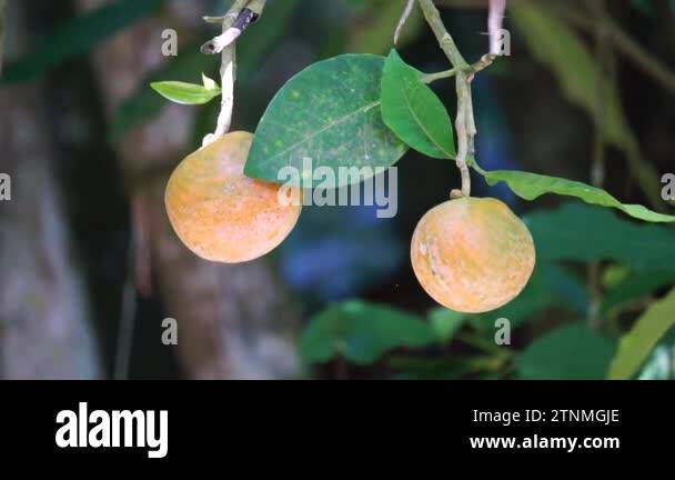 Tabernaemontana macrocarpa (Also called Bongang, Kayu gegah, Kelampan ...