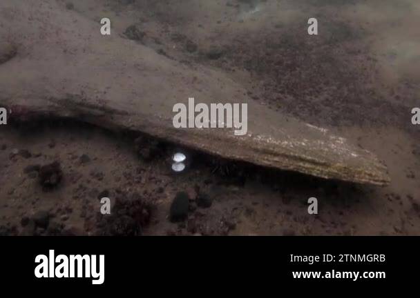 Underwater video in cold clear water of the Southern Ocean in ...