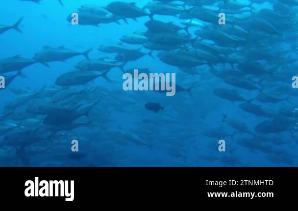 School of colorful fish darted past us as we swam waters of Isla del ...