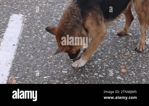Chewing bones Stock Videos & Footage - HD and 4K Video Clips - Alamy