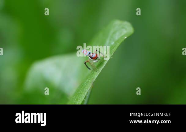 maratus splendens starting to perform a courtship display- M. splendens ...