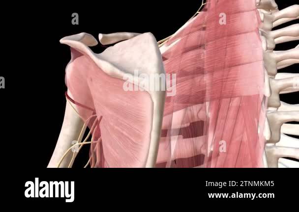 Vascular pathways and nervous system in the human skeletal system Stock Video Footage - Alamy