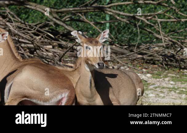 The nilgai or blue cow. Boselaphus tragocamelus is the largest Asian ...