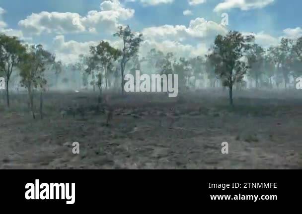 Eucalyptus trees australia fire Stock Videos & Footage - HD and 4K ...