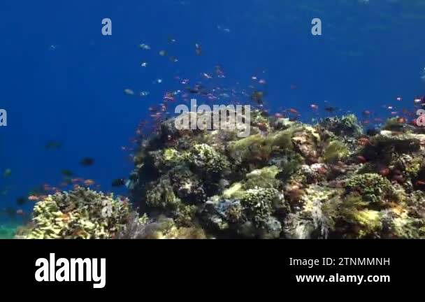 Coral reefs of Bali are treasure trove of biodiversity and natural ...