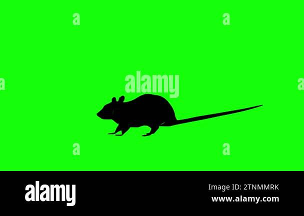 (Green screen animation) The 2D character of the rabbit is grazing and ...