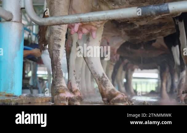 Chiang Mai, Thailand - 17 July 2023 - Dairy farm workers cleaning the ...