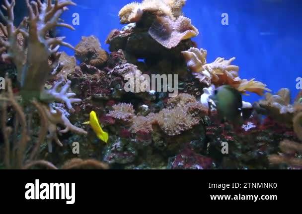 Yellow fish Stock Videos & Footage - HD and 4K Video Clips - Alamy