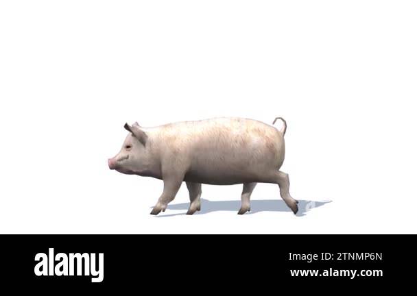 (Green screen animation) The 2D character of the rabbit is grazing and ...