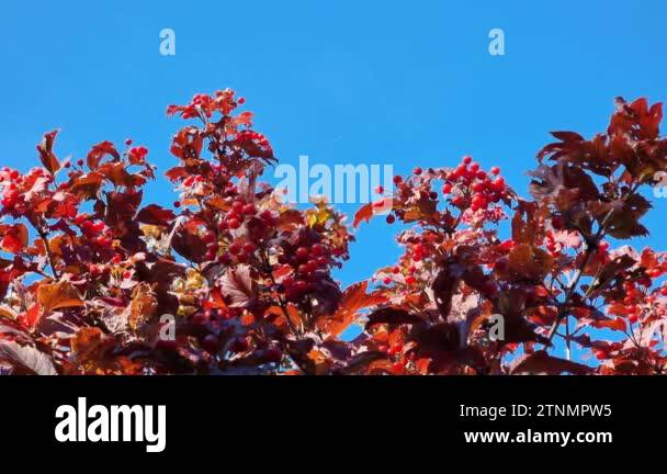 The top of a reddened viburnum bush in autumn against the background of ...