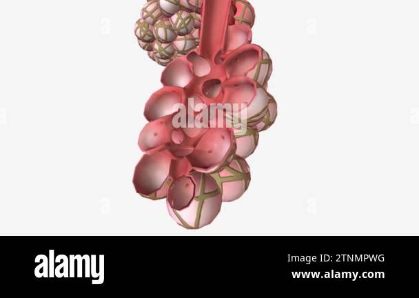 Alveoli Cross Section Alveolus 3d medical Stock Video Footage - Alamy