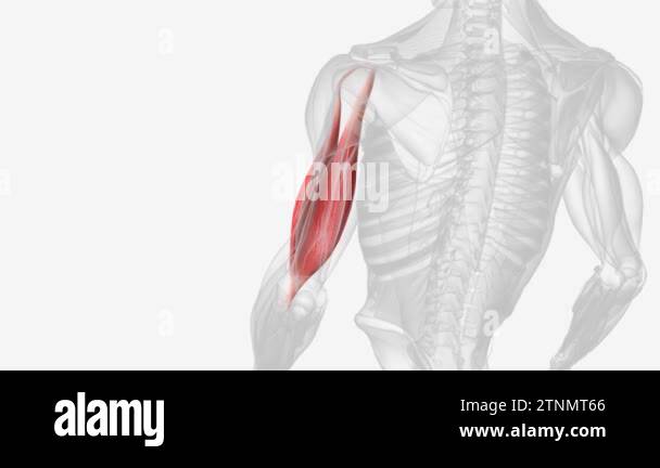 The biceps brachii (BB), commonly know as the biceps, is a large, thick ...