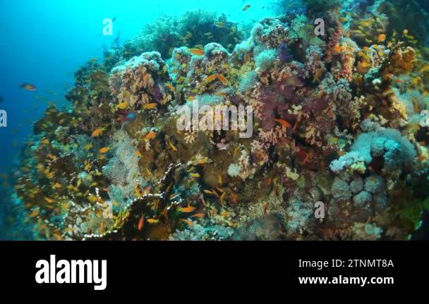 Slow motion video beautiful soft coral reef and colorful fish in ...