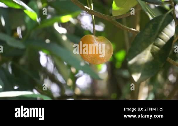 Tabernaemontana macrocarpa (Also called Bongang, Kayu gegah, Kelampan ...