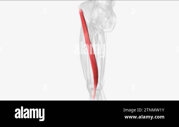 The sartorius muscle is a thin, long, superficial muscle in the ...