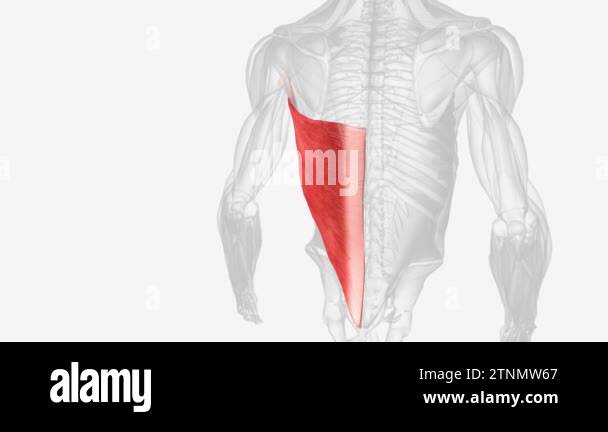 The latissimus dorsi is a large, flat muscle covering the width of the ...