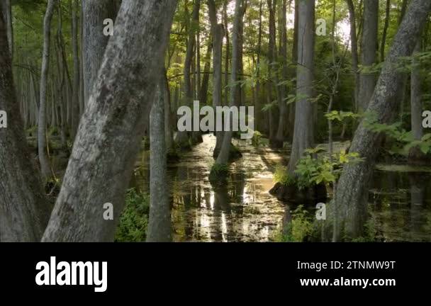 Cypress trees in bayou Stock Videos & Footage - HD and 4K Video Clips ...