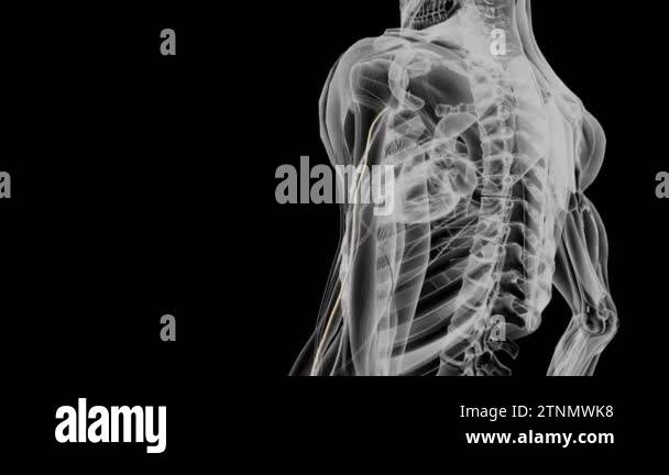 The musculocutaneous nerve (C5-7) is a terminal branch of the lateral ...