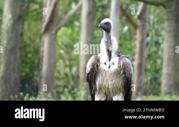 Predator birds Stock Videos & Footage - HD and 4K Video Clips - Alamy