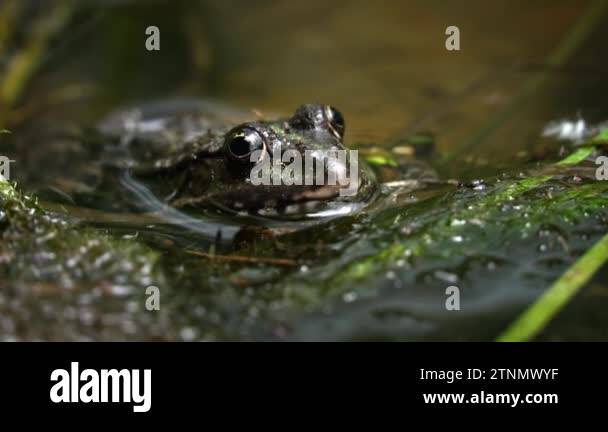 Green frog sits in a swamp close-up. Frog in the pool on floating ...