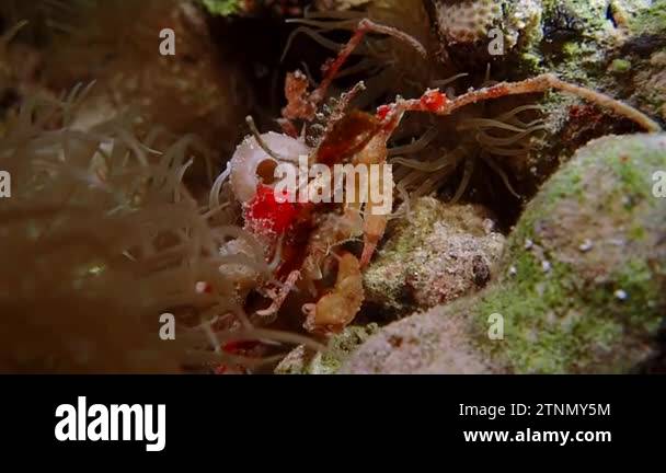 Large red Convex reef crab with big claws (Carpilius convexus) slowly ...