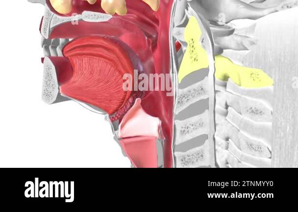 Sinusitis tissue Stock Videos & Footage - HD and 4K Video Clips - Alamy