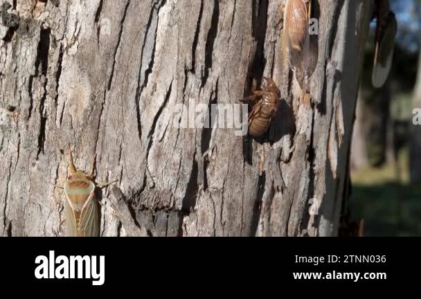 Close up cicadas cicadas Stock Videos & Footage - HD and 4K Video Clips ...