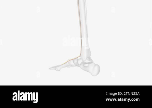 The deep fibular nerve (deep peroneal nerve) is a nerve of the leg. It ...