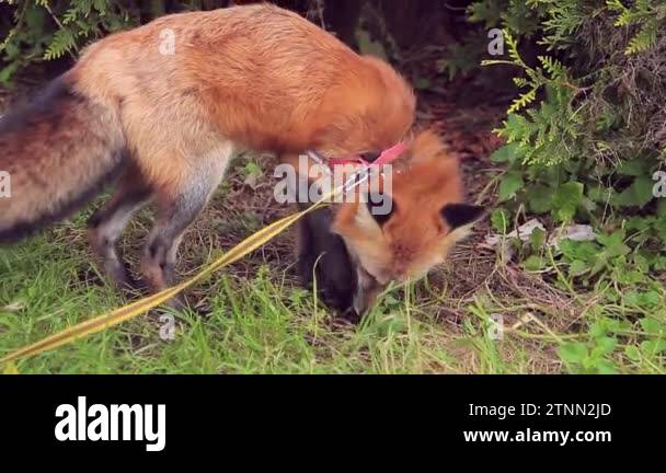 Adult fox digging Stock Videos & Footage - HD and 4K Video Clips - Alamy