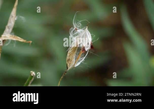 Wind blown dispersal Stock Videos & Footage - HD and 4K Video Clips - Alamy