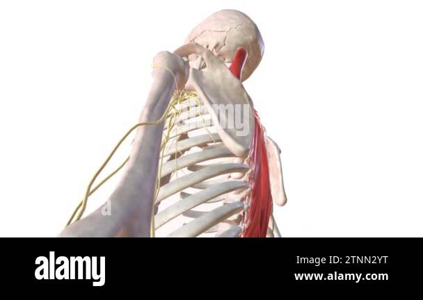 The human skeletal system and the nervous system in the left arm Stock ...