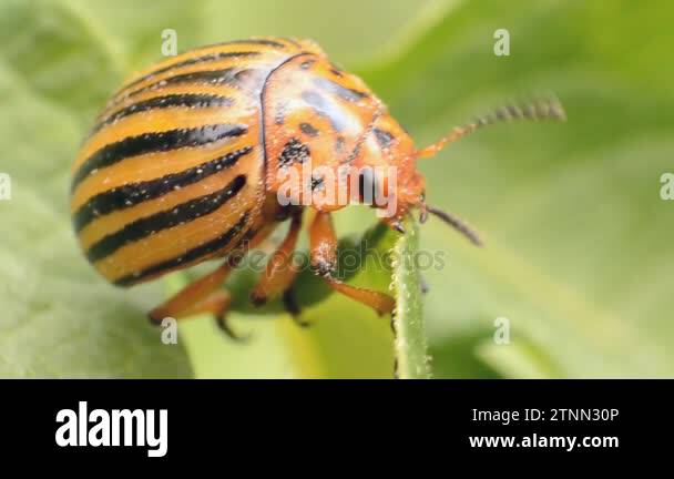 White grub potato Stock Videos & Footage - HD and 4K Video Clips - Alamy