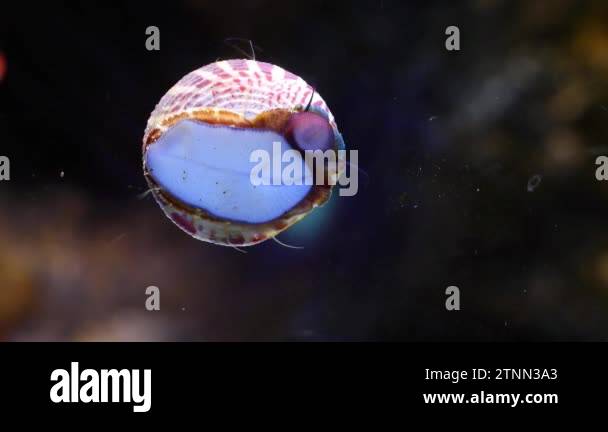 zebra turbo snail move creeping foot on front glass, surface cleaner ...